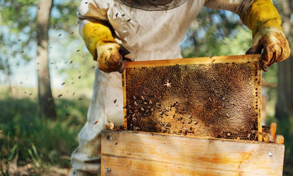 Beekeeping Services in Kenya | Savannah Honey Africa – Empowering ...